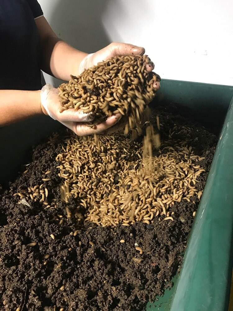 Animal feed derived from flies set to be trialed across the Pacific ...