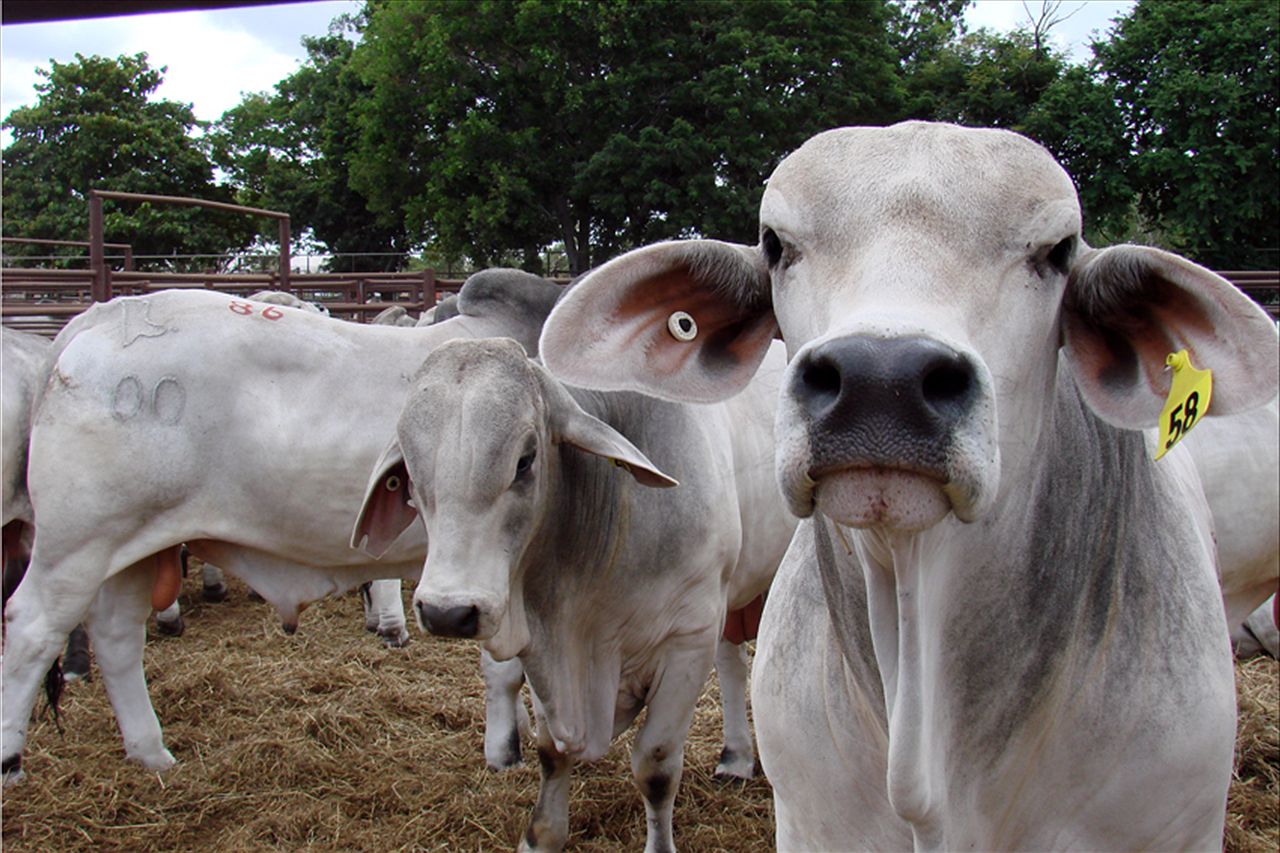 Northern Territory to test Queensland cattle for bovine Johne's disease ...