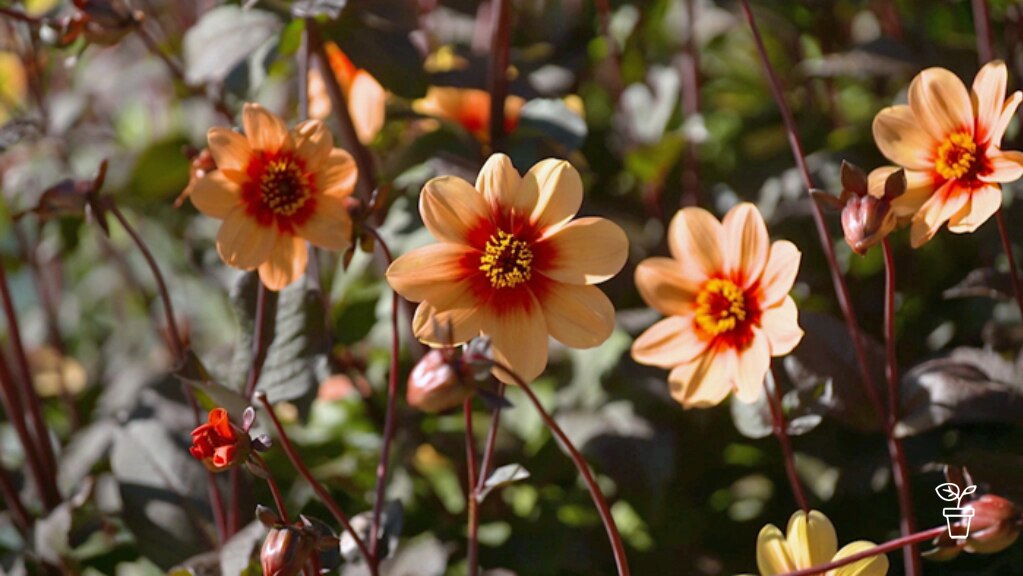 Compacted Soil Solutions - Gardening Australia