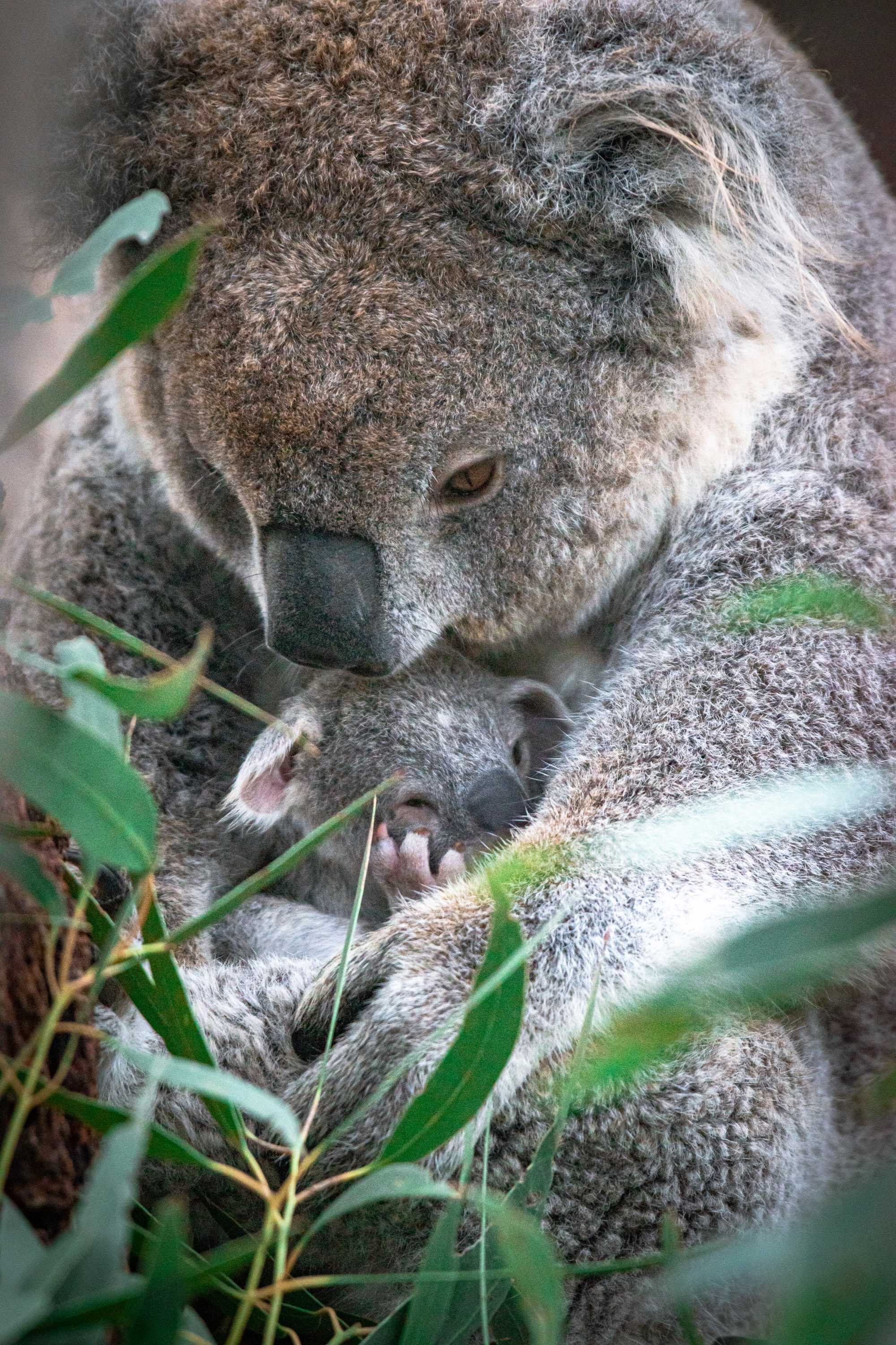 First koala born at National Zoo and Aquarium in Canberra officially ...
