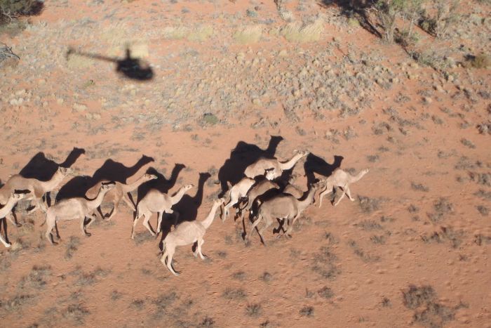 Questions remain over long-term camel control costs - ABC News