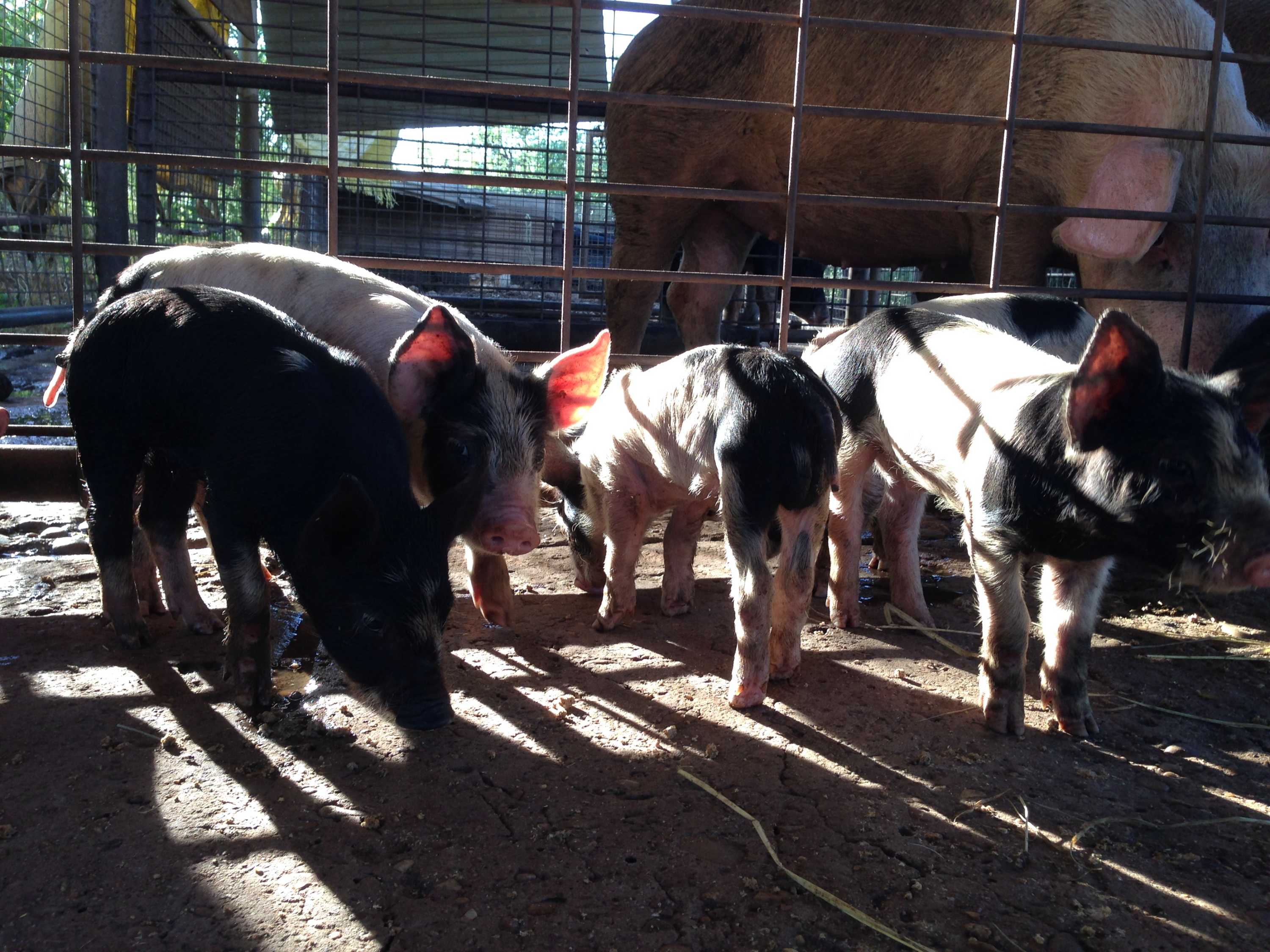 Bring home the bacon as cattle producer turns to pigs for diet ...