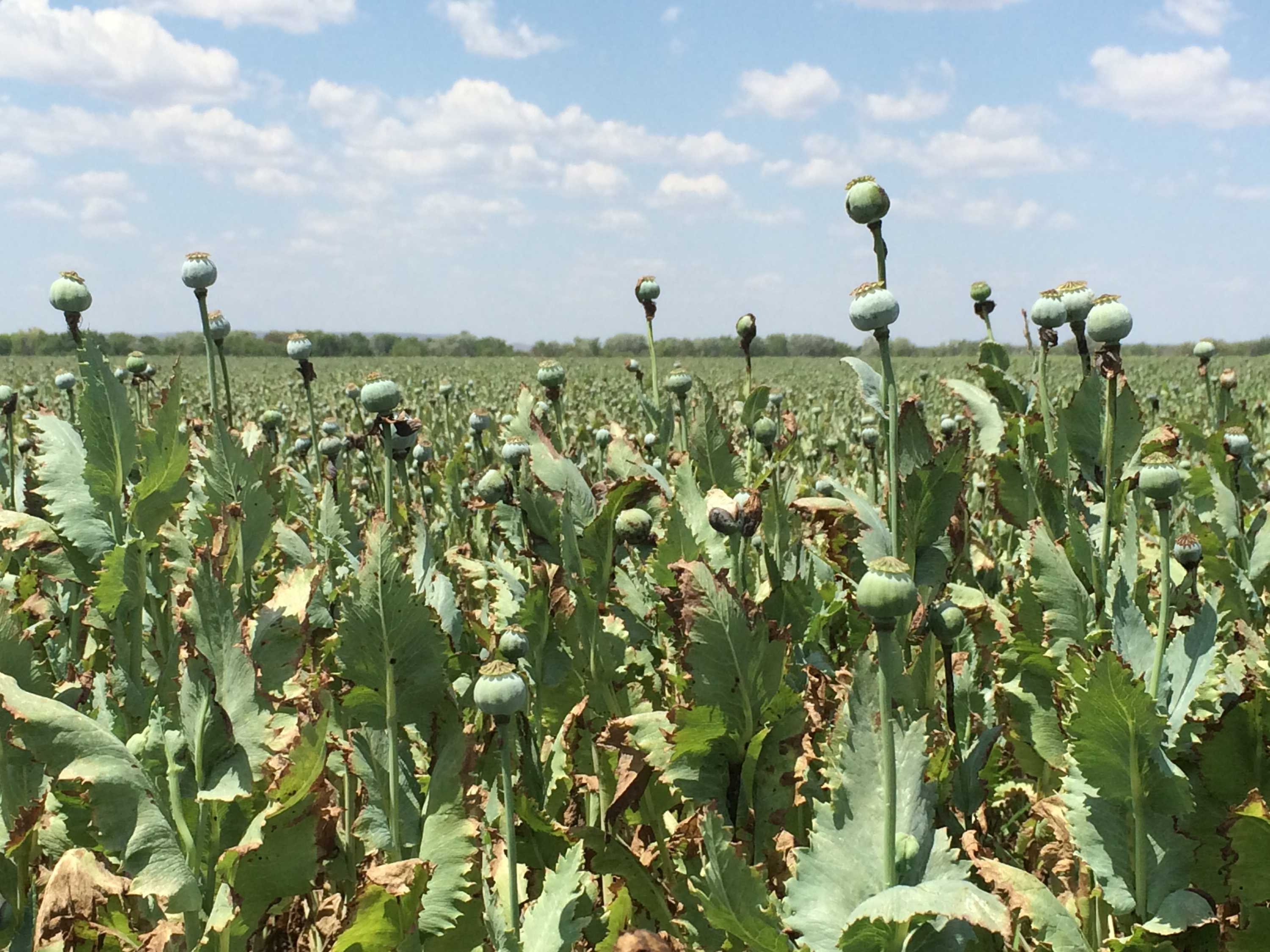 Poppy company gets approval to plant over 100 hectares in the Northern ...