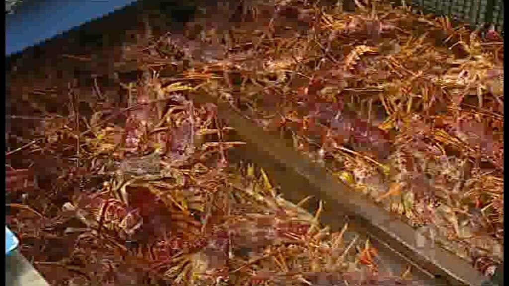 Lobster industry devises plan to boost crayfish stocks - ABC News