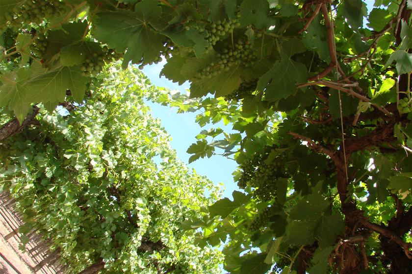 Director Scott Hicks' wine ad goes 3D - ABC News