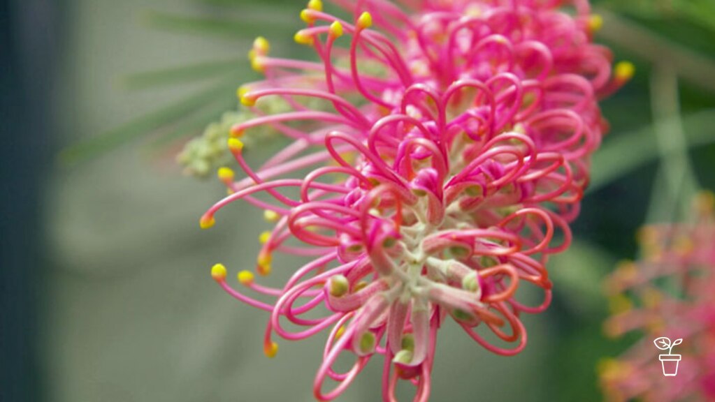 Planting Proteaceae - Gardening Australia