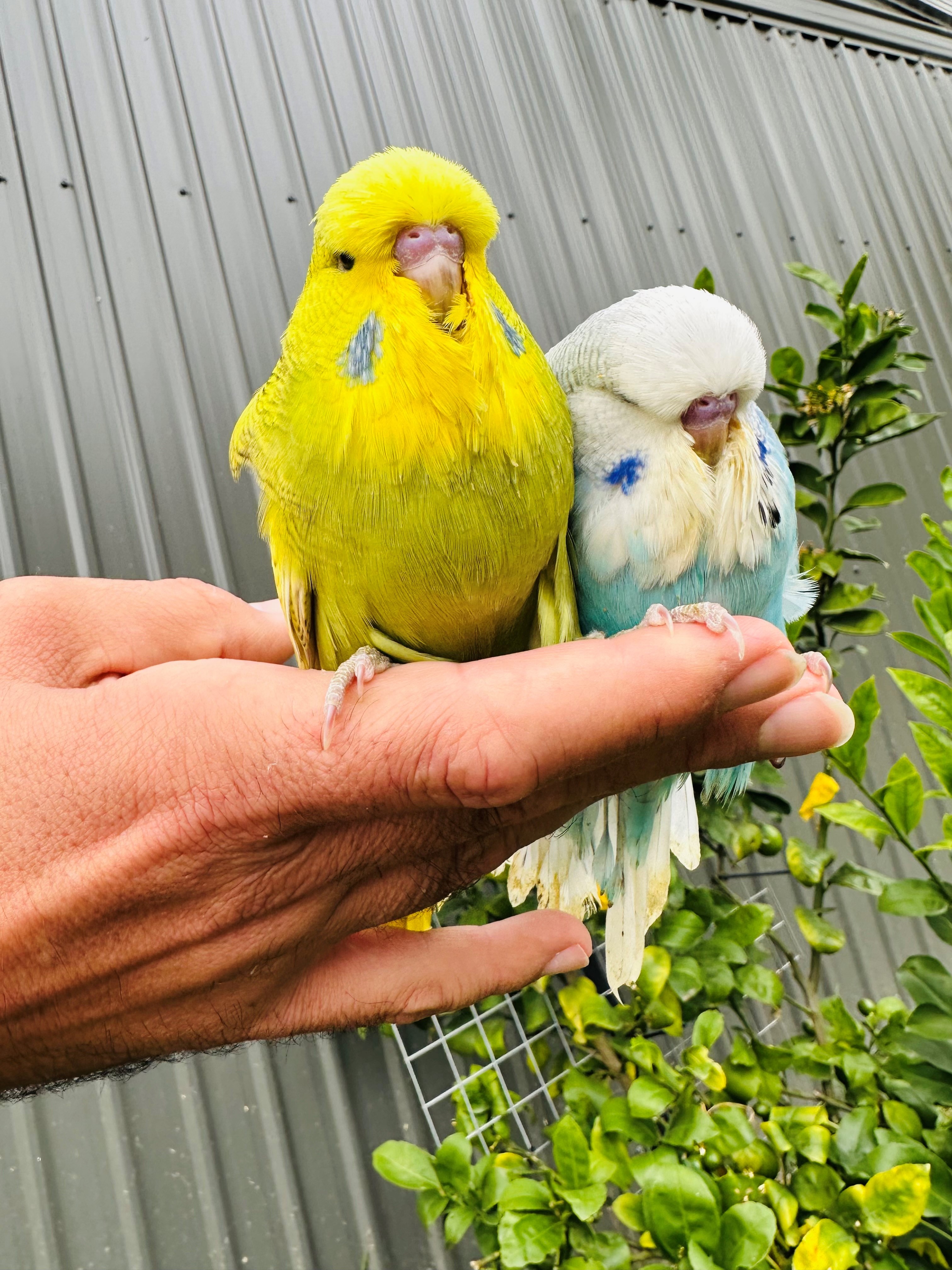 Budgie boy swoops in for the win - ABC listen