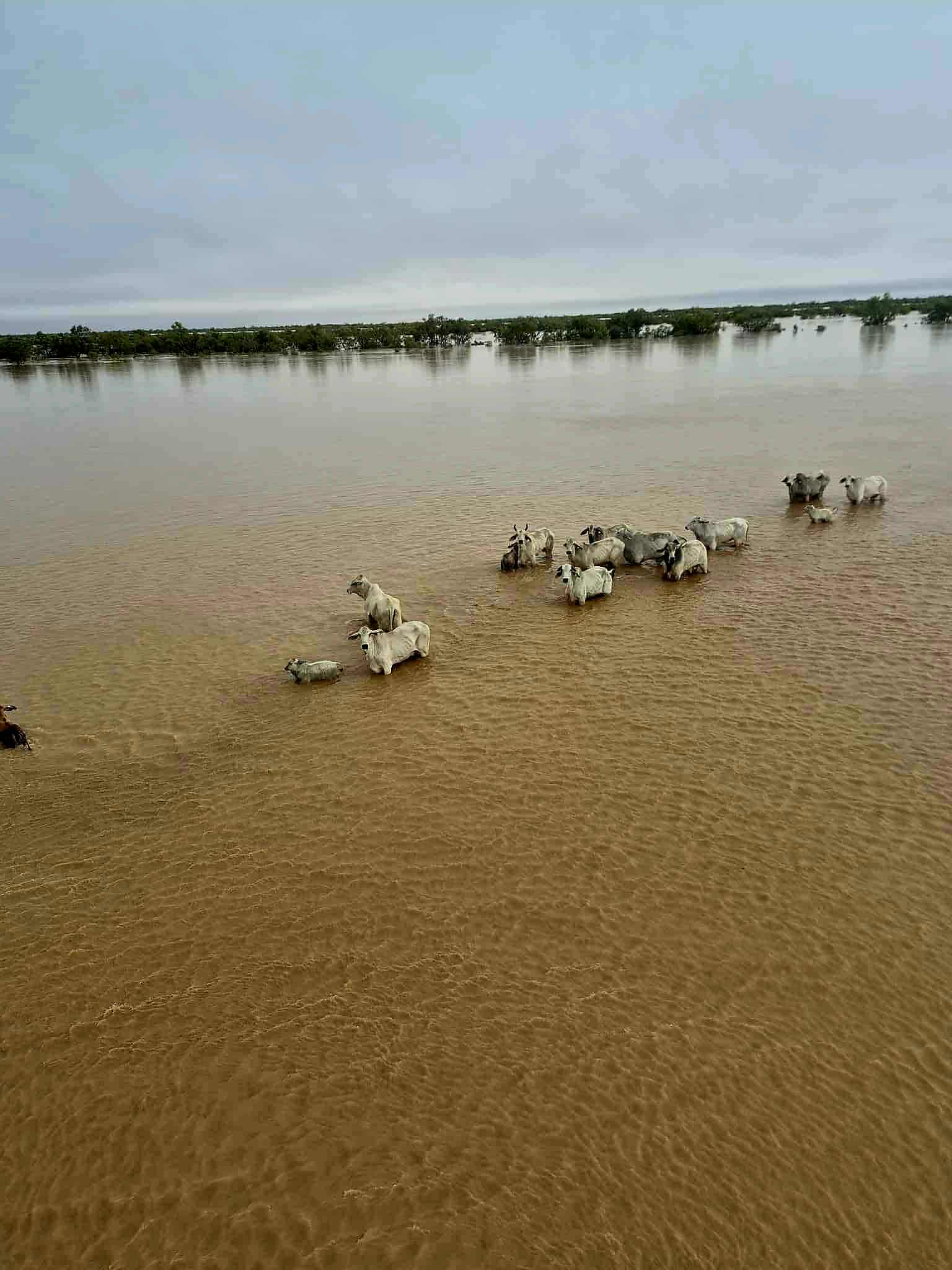 More than 29,000 head of livestock dead or missing in north-west Qld ...