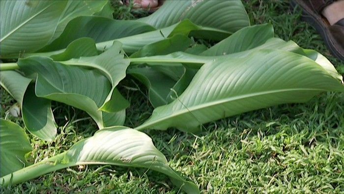 Using Plants as Mulch - Gardening Australia