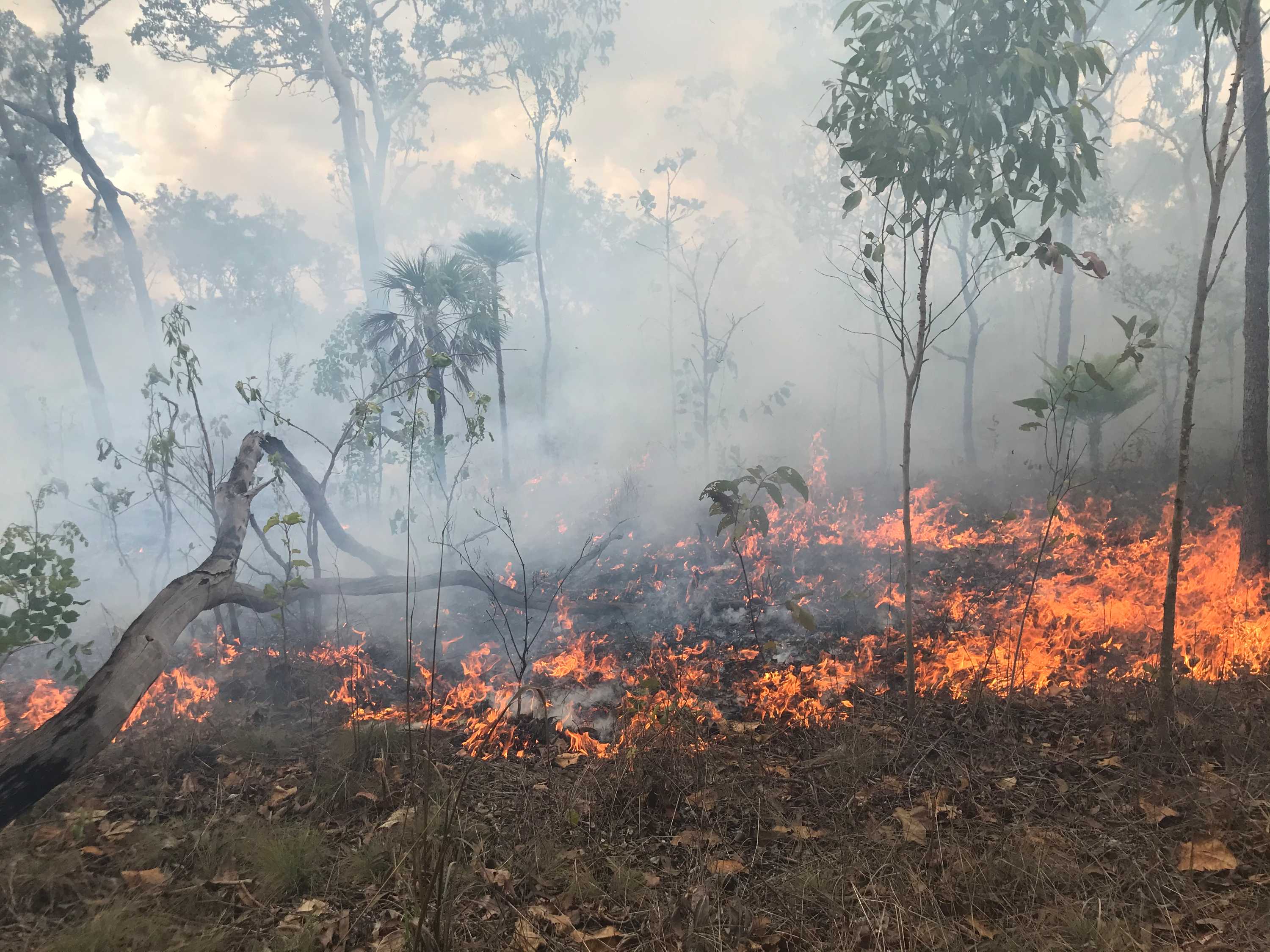 NT bushfire scientists research controlled burns and their impacts on ...