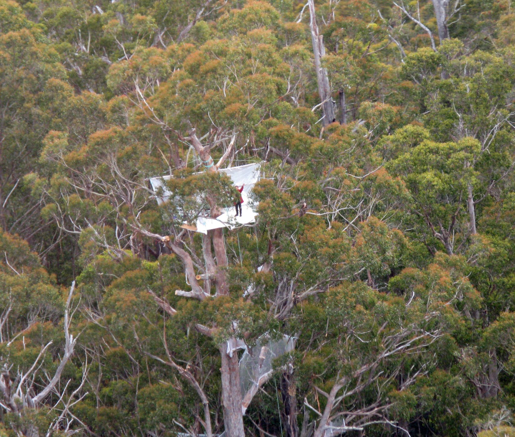 Tree sitter vows to continue - ABC News