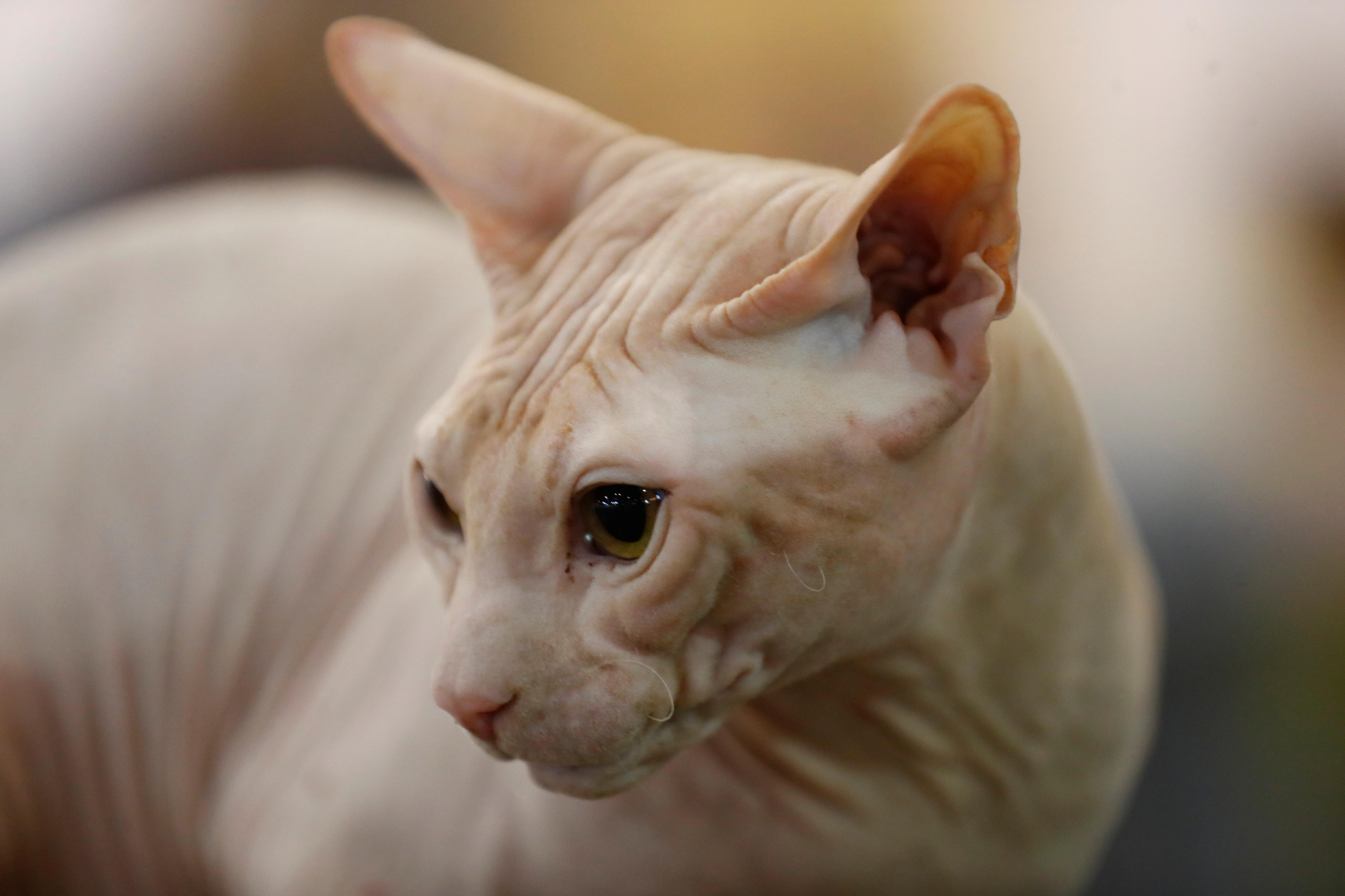 The 'XL Bully cat' is the latest internet-famous cat to stoke selective ...