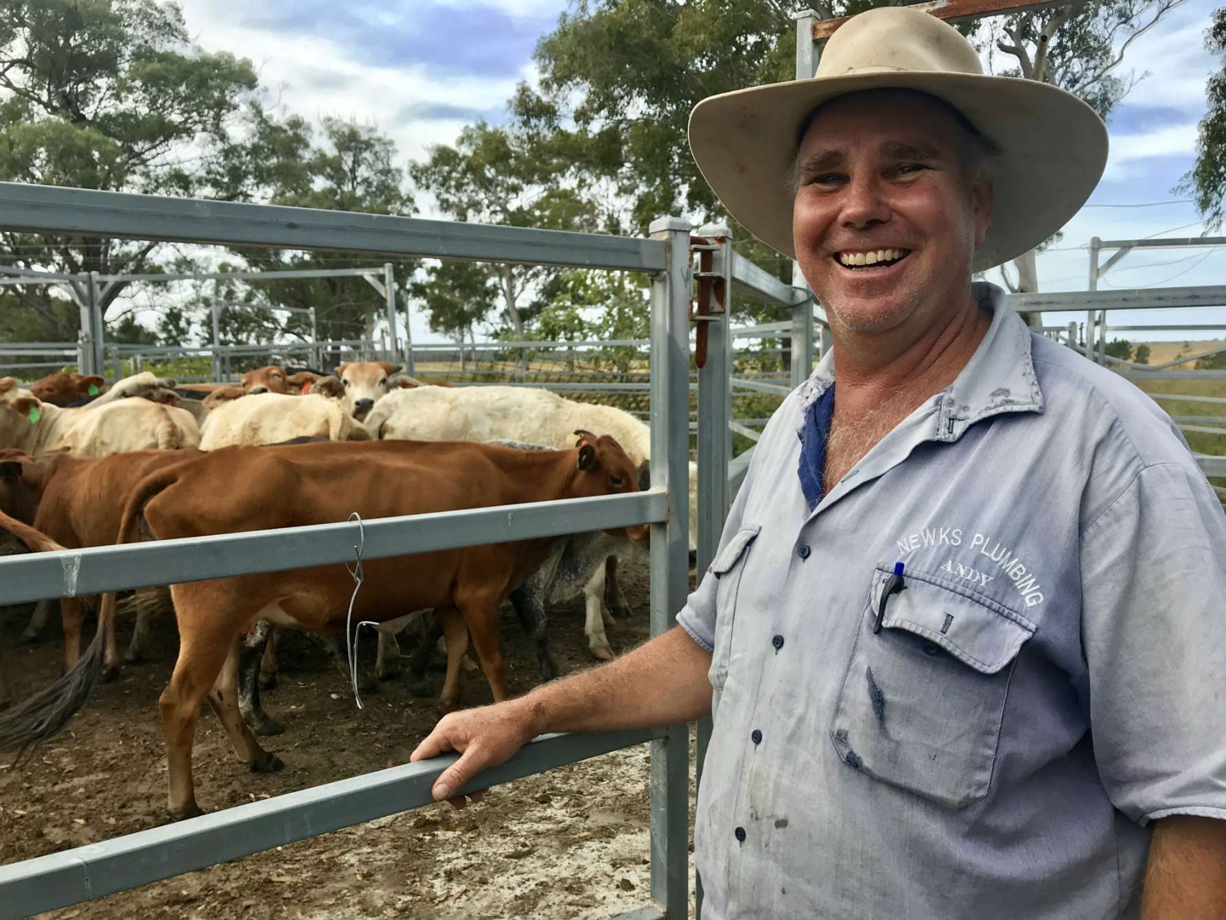 Cattle breeders use embryo transfer, surrogate cows to produce up to ...