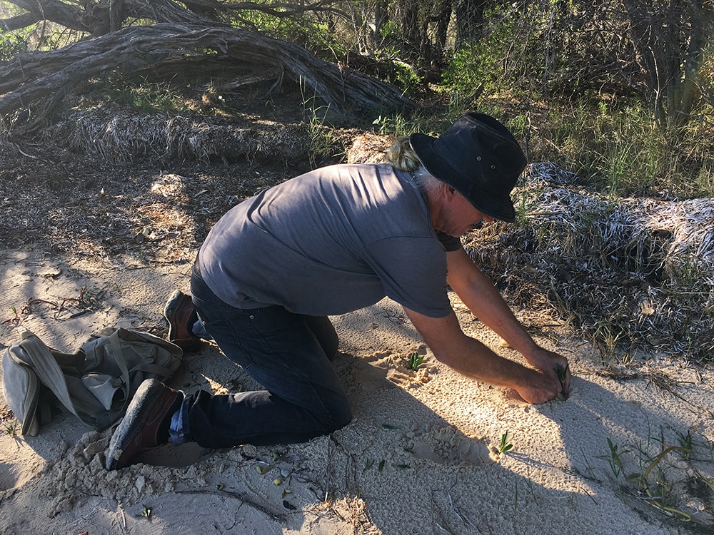 Demand for native foods pushes foraging trend to greenhouse cultivation ...