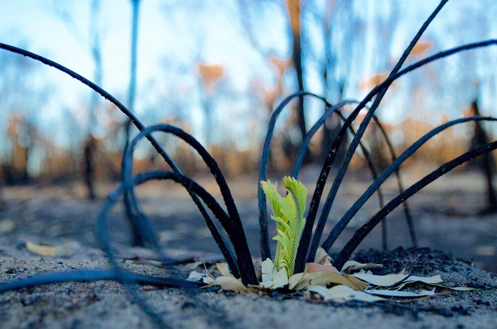 Plants' underground storage system helps the bush recover after fire ...