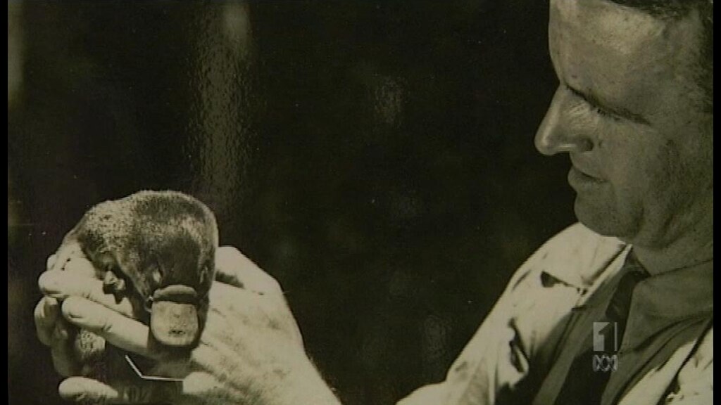 David Fleay Wildlife Park turns 60 - ABC News