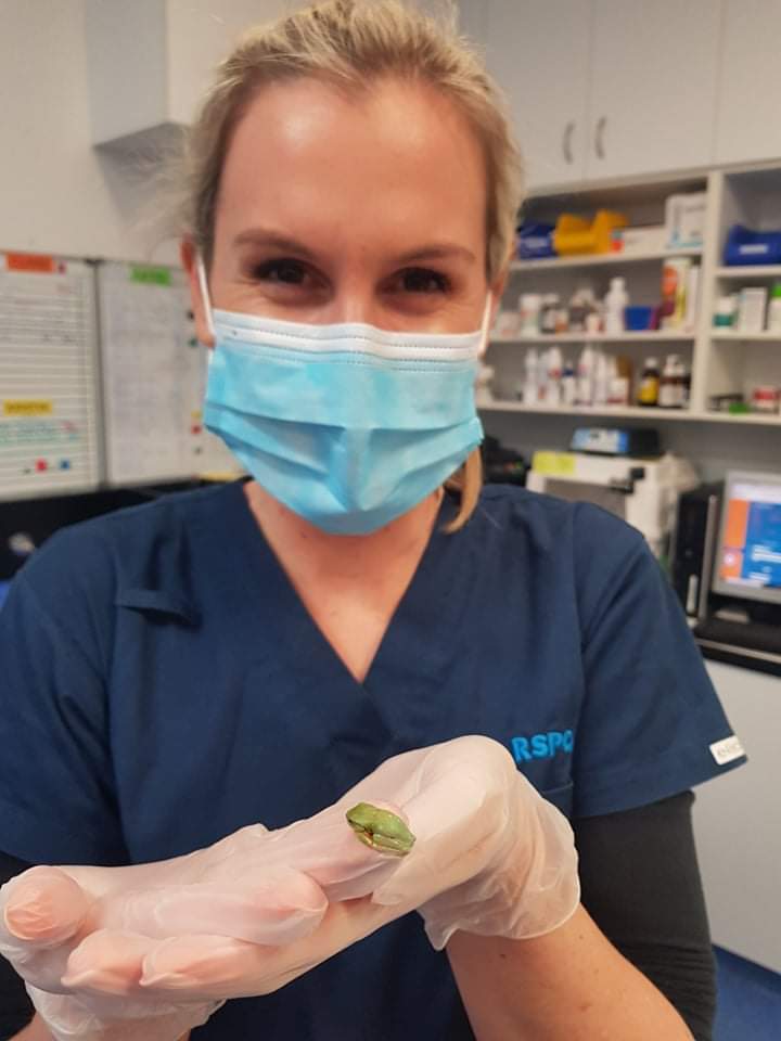 Vet successfully performs surgery on graceful tree frog less than 2cm ...