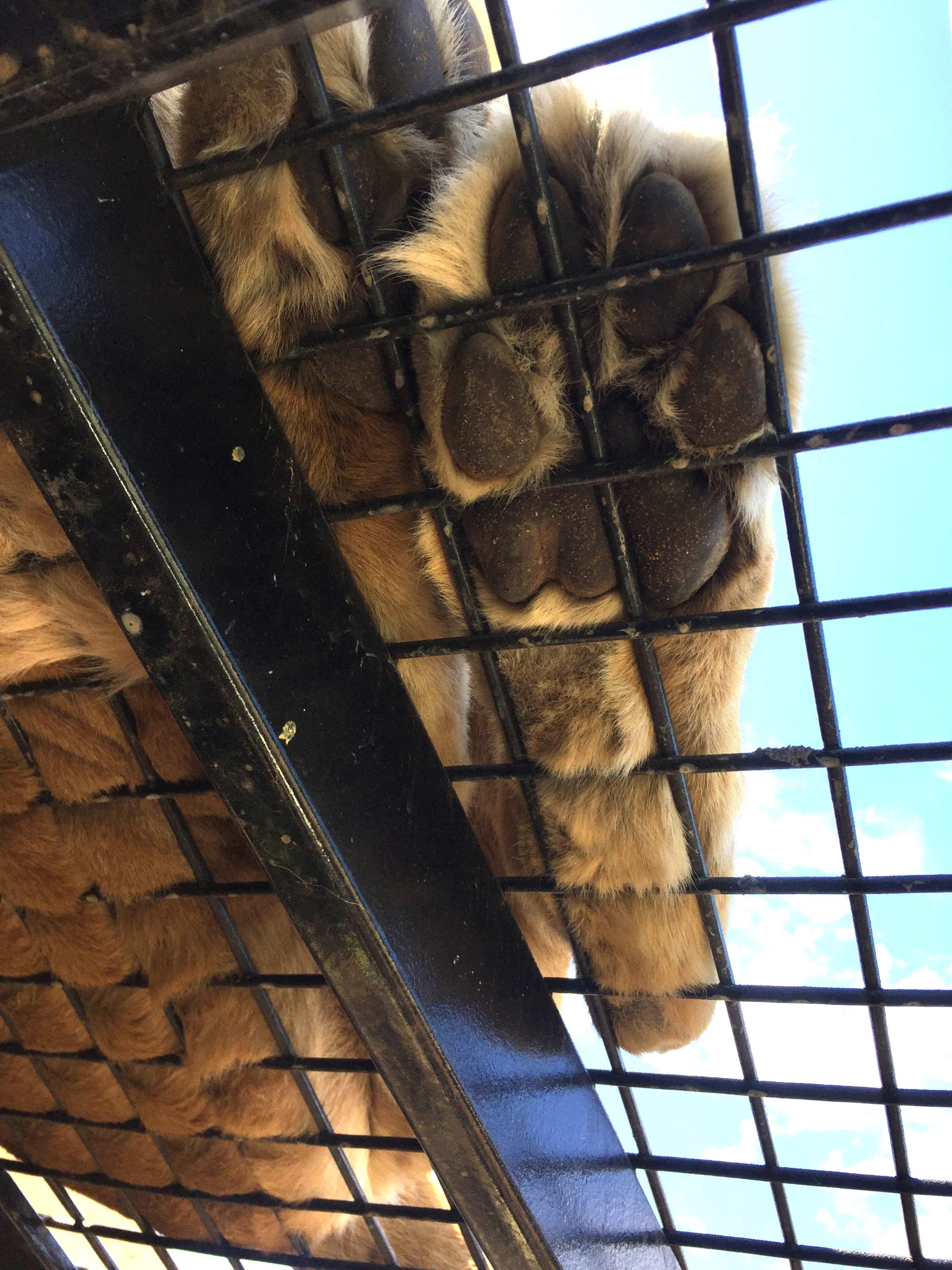 Monarto Zoo people cage tipped for roaring success as visitors get ...