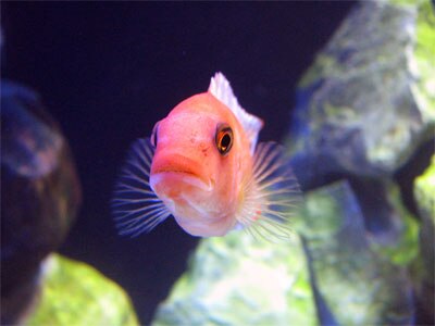 Need answers? Talk to the fish - ABC News