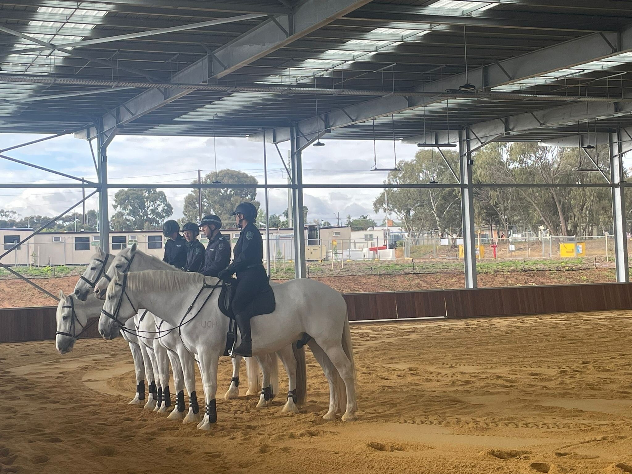 Police horses on display in new Gepps Cross home - ABC listen
