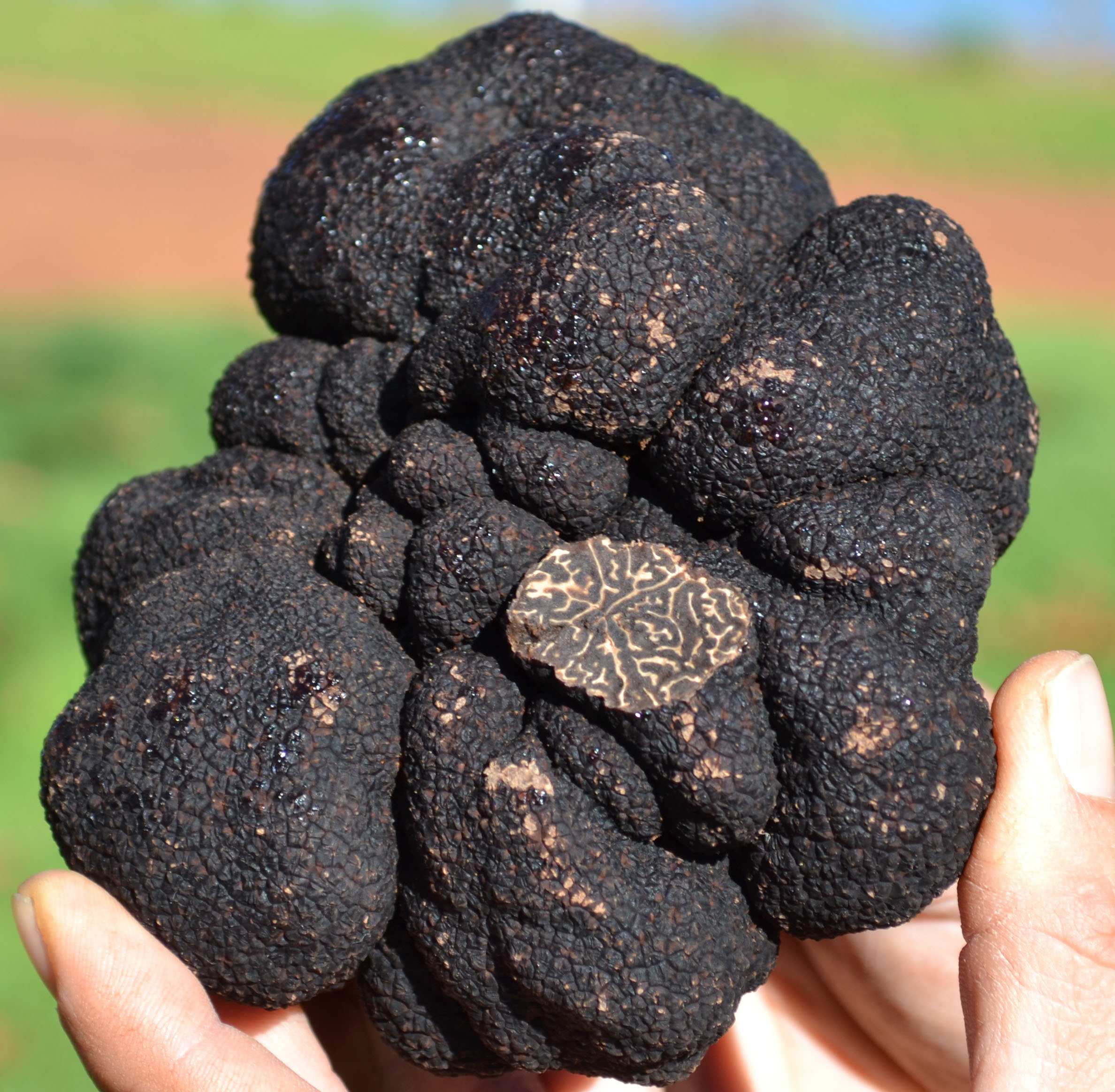 West Australian researchers to lead $1 million national truffle pest ...