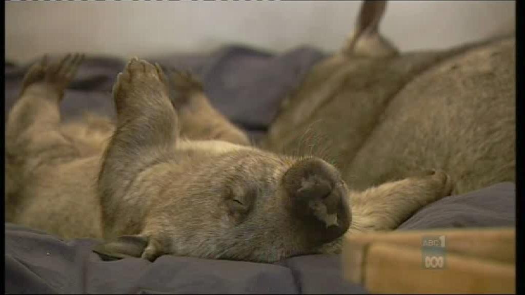 Wombat warriors recruit strong support - ABC News