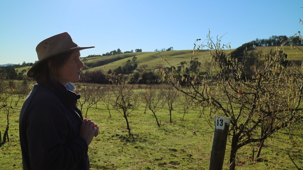 Pioneer Tasmanian hazelnut grower puts the property up for sale - ABC ...