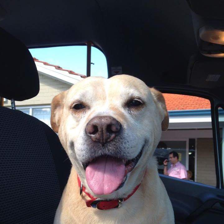 RIP Alby: the abandoned dog who found love in a Perth aged care ...