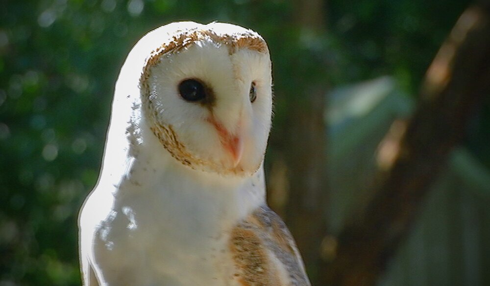 Socrates the barn owl pulls off flawless flight to deliver wedding ...