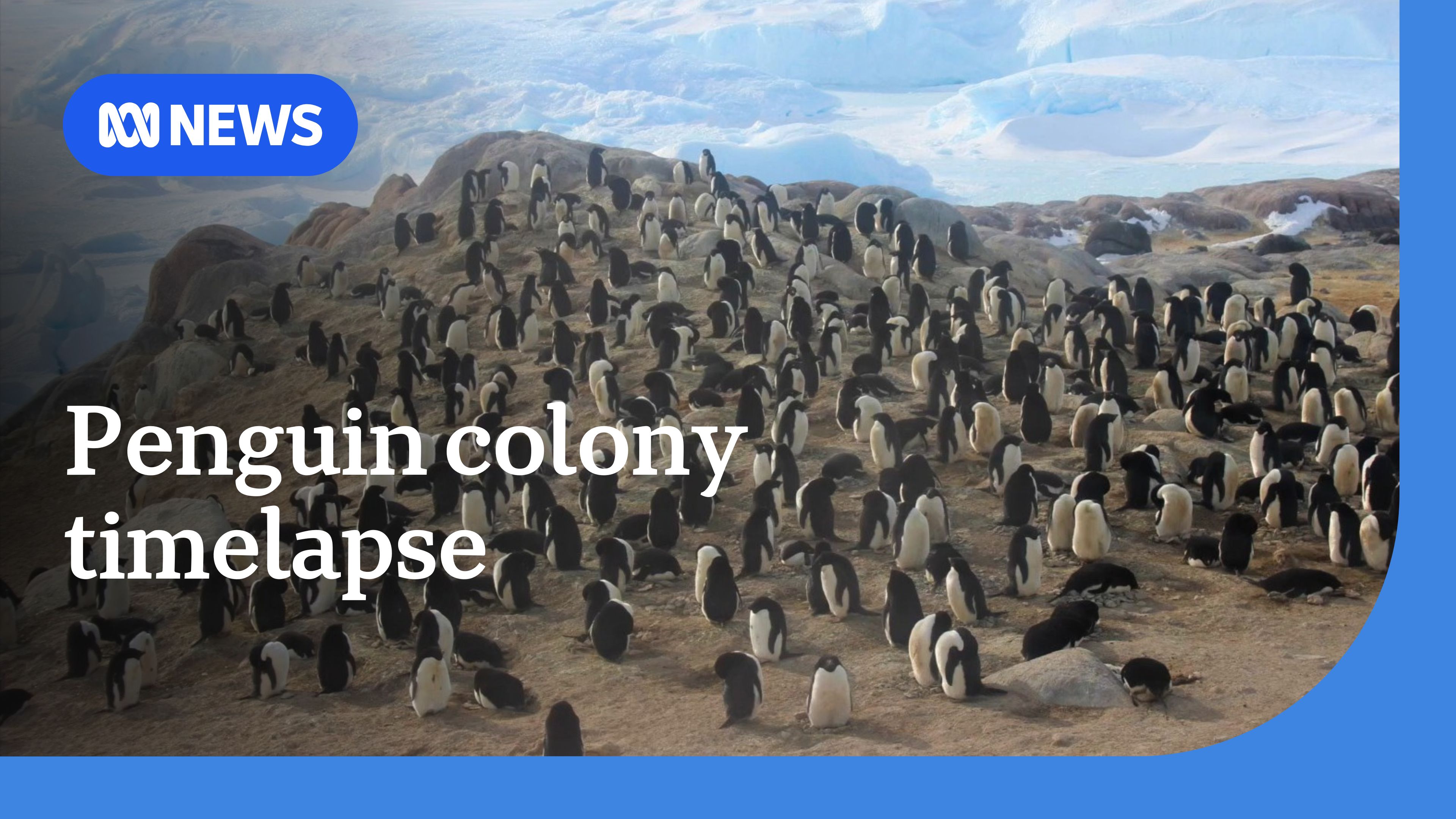 Monitoring cameras help determine Adélie penguin colony size - ABC News