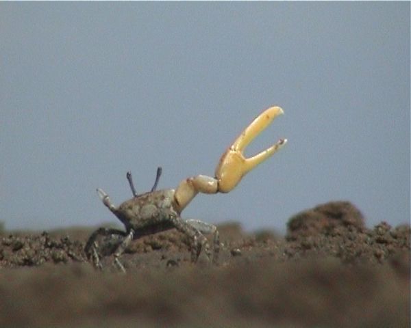 Crabs wave the long arm of love - ABC News