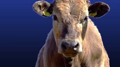 Cow Class - Behind The News