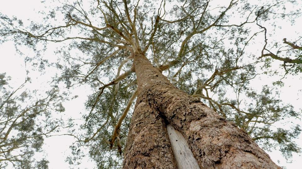 Murnong - ABC Education