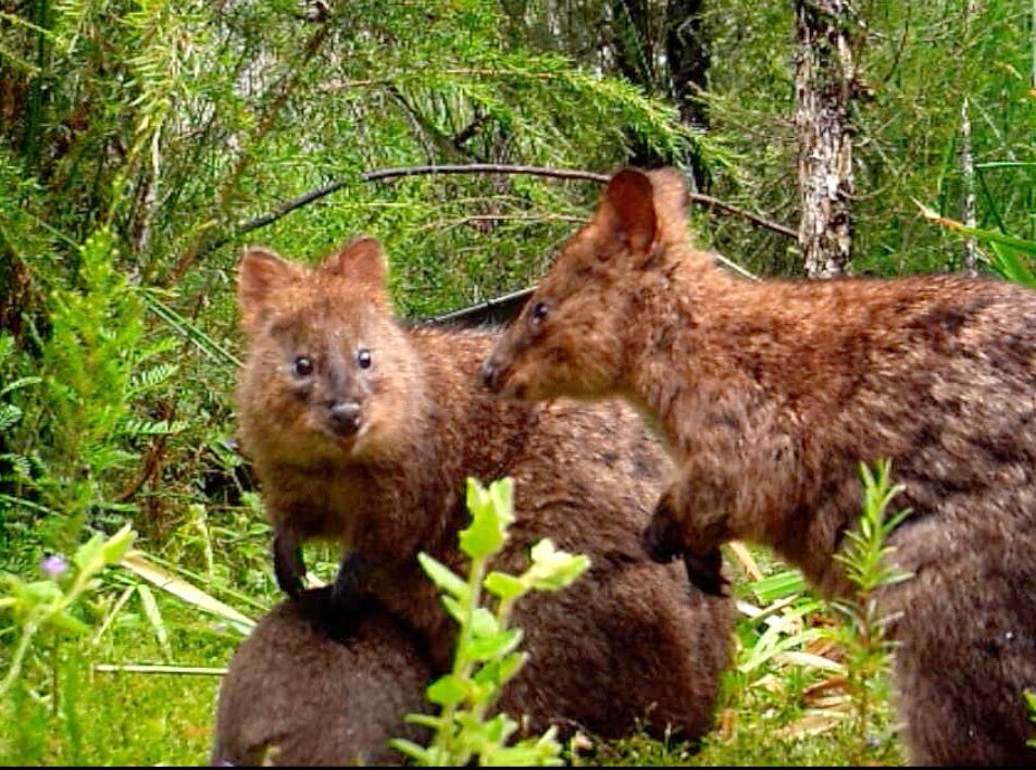 Quokka population will take 13 years to recover following Northcliffe ...