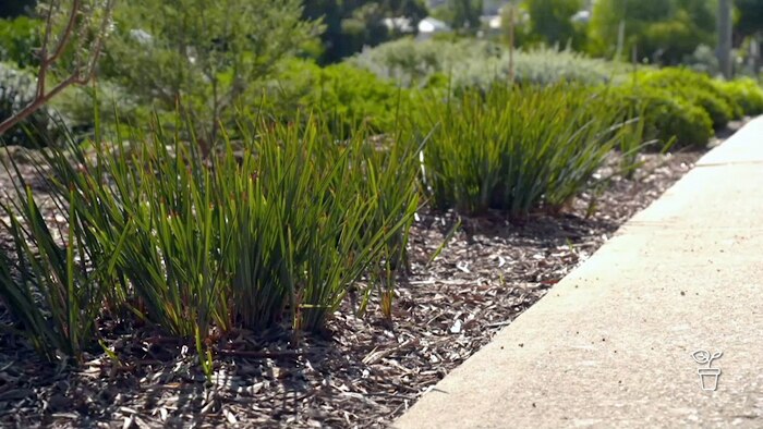 Valley of the Verges - Gardening Australia