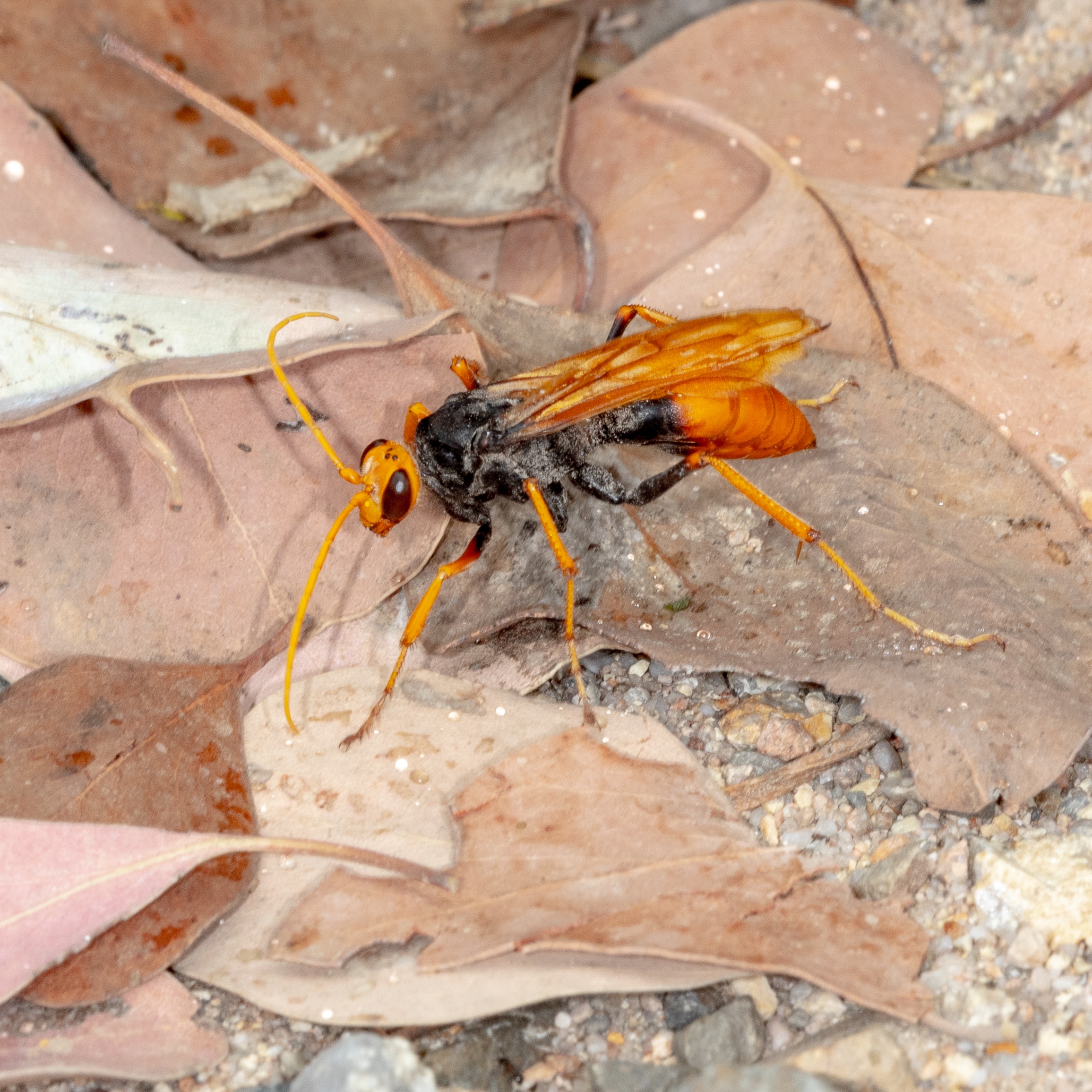 Dreaded fire ant's sting burns, but wasps, hornets and bull ants top ...