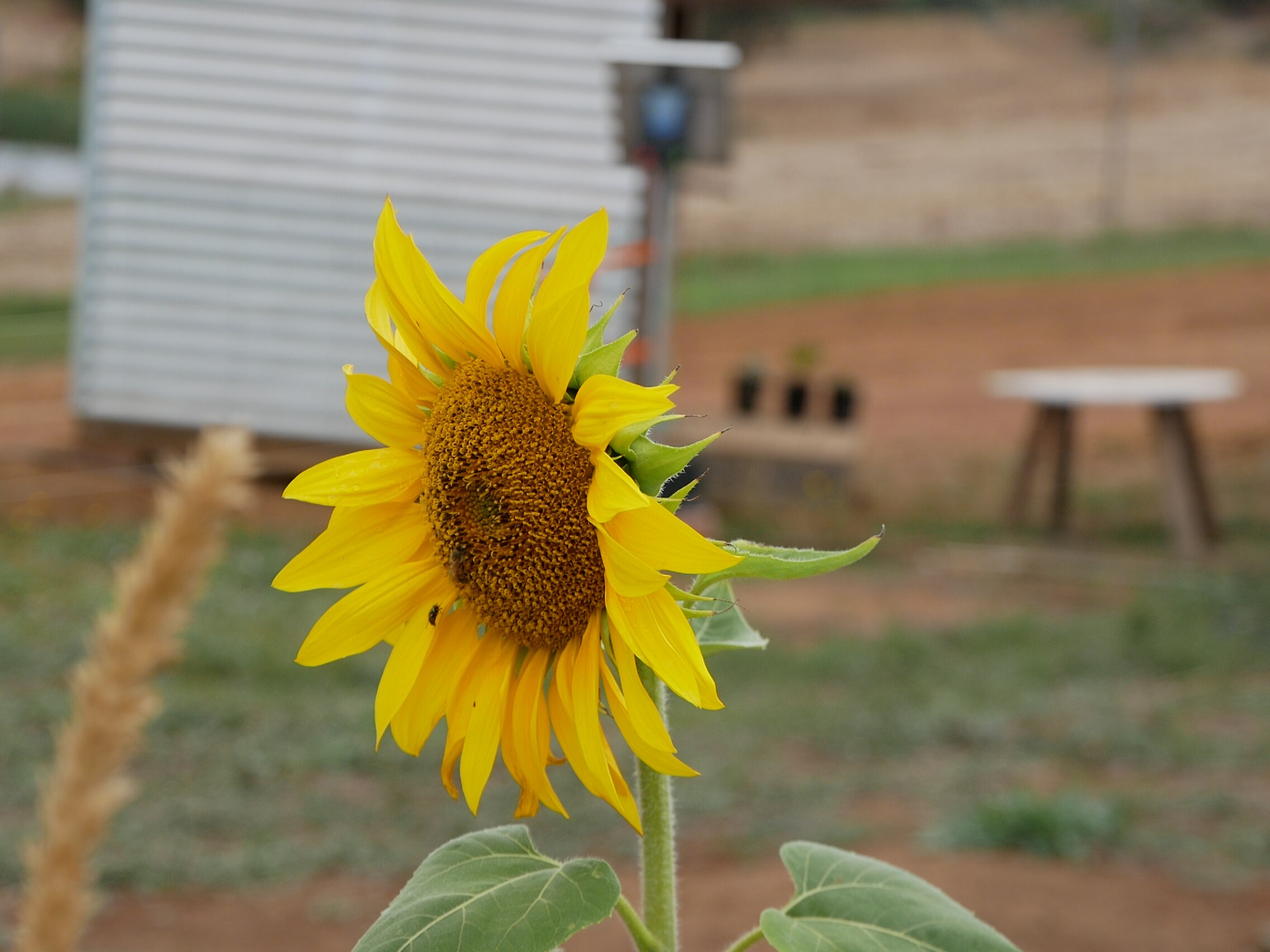 Sunflowers a young farmer's sweet sentiment bringing joy to people ...