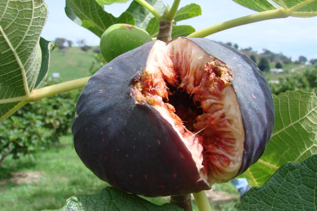 Rain splits figs - ABC News