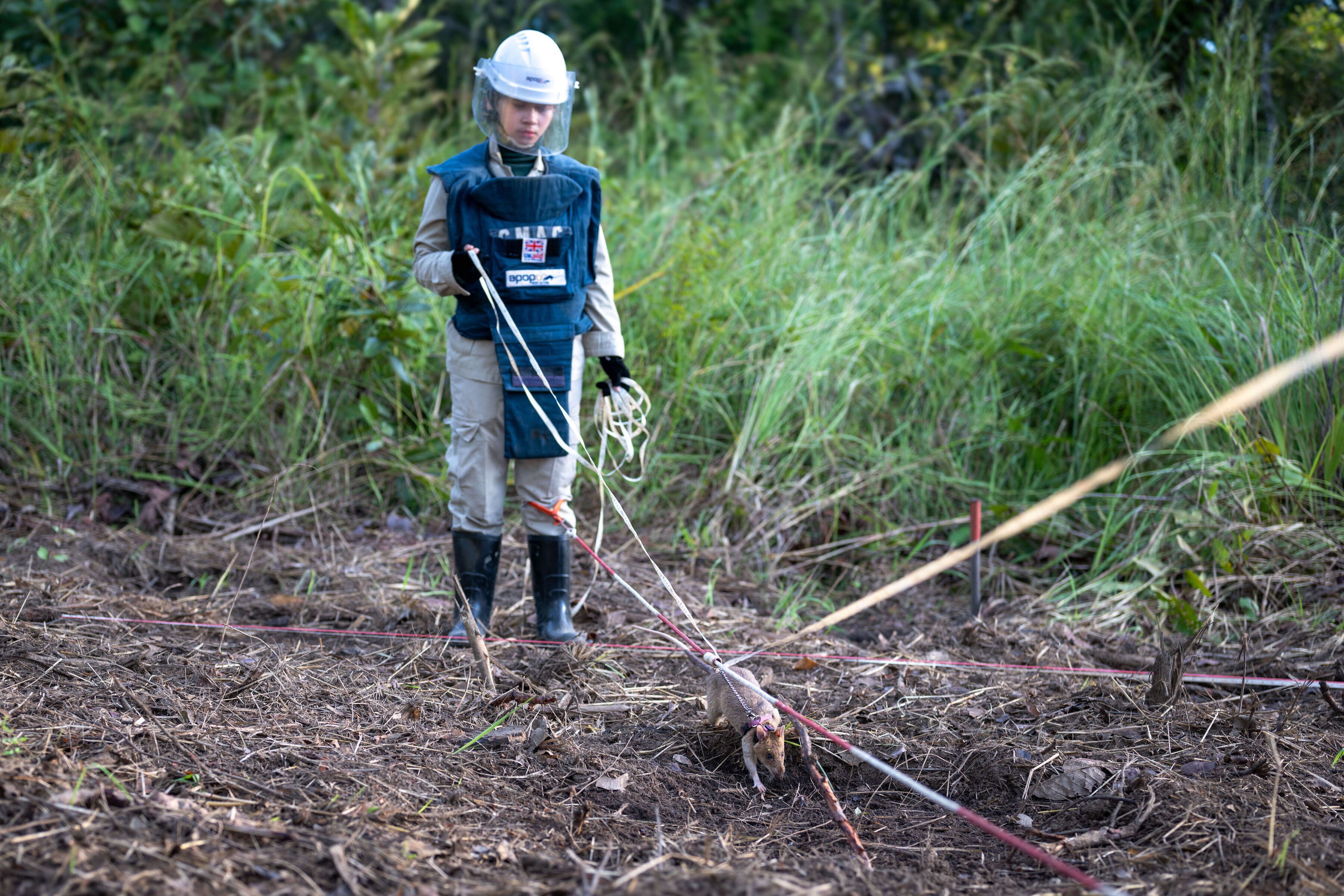 Landmine-hunting rat Ronin makes the Guinness World Book of Records ...