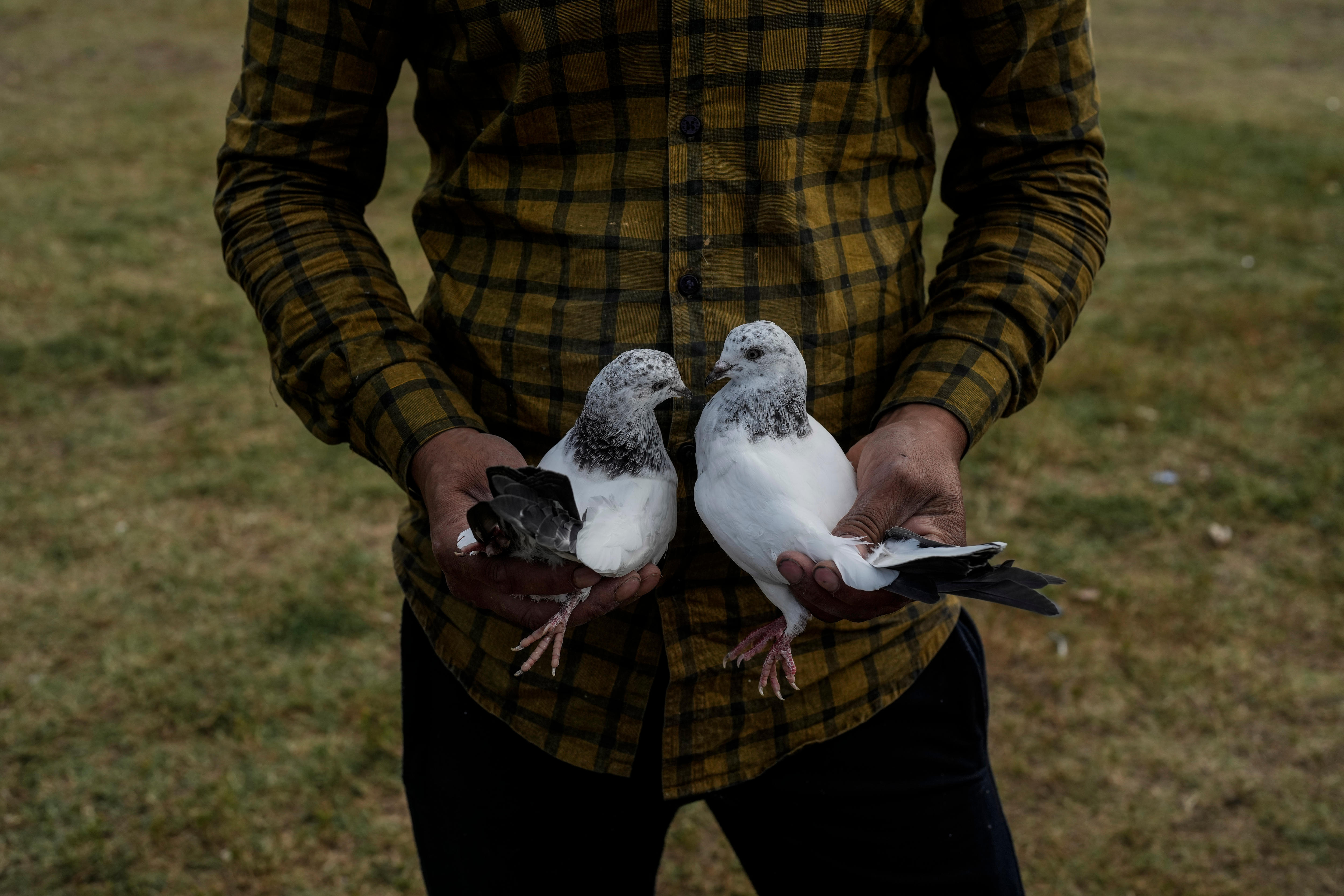 Centuries-old tradition of pigeon keeping prevails in conflict-hit ...