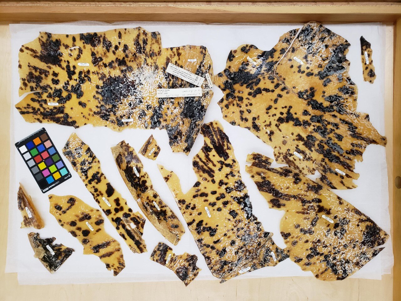 Decades after nuclear testing, Bikini Atoll continues to fascinate ...