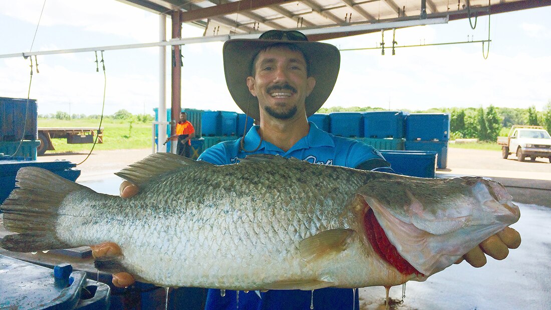 Great barramundi debate - wild versus farmed fish - ABC News