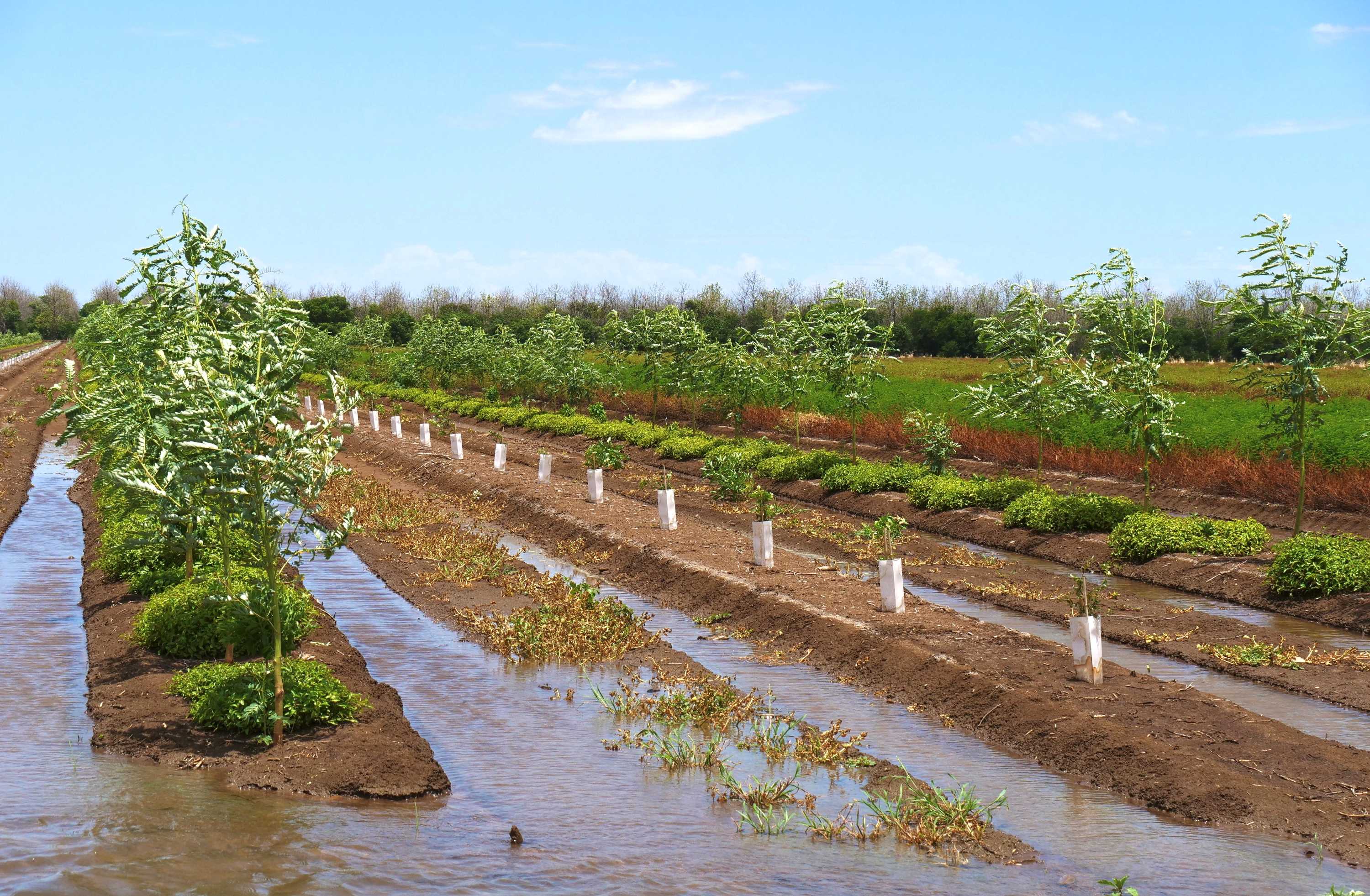 Santanol celebrates record Indian sandalwood harvest, but fragrance ...