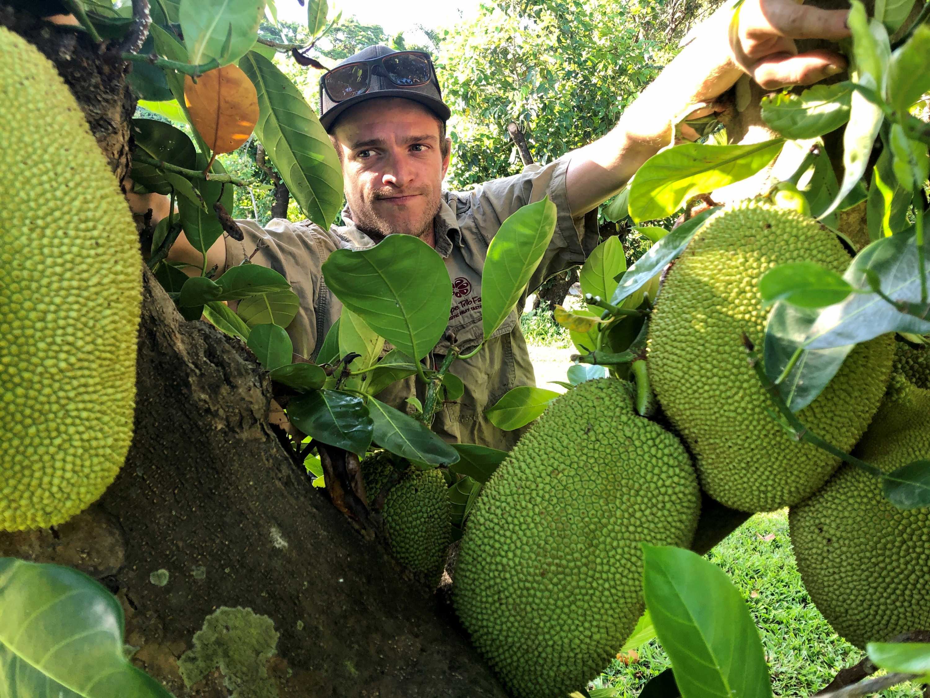 Tropical exotic fruit growing legacy continues at Cape Trib Farm - ABC ...
