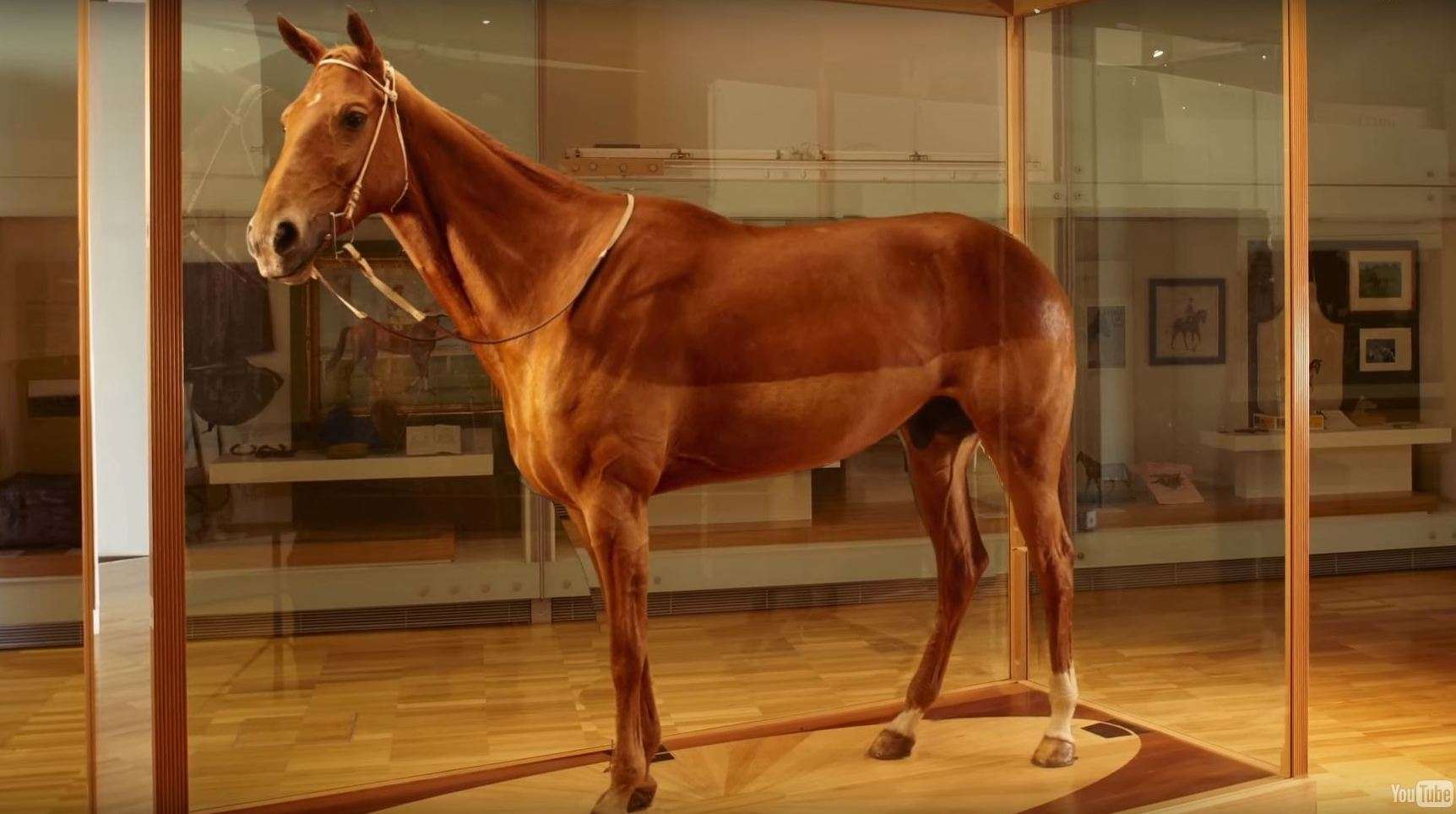 Phar Lap busts a move in Museum Victoria's entry for When You Work At A ...
