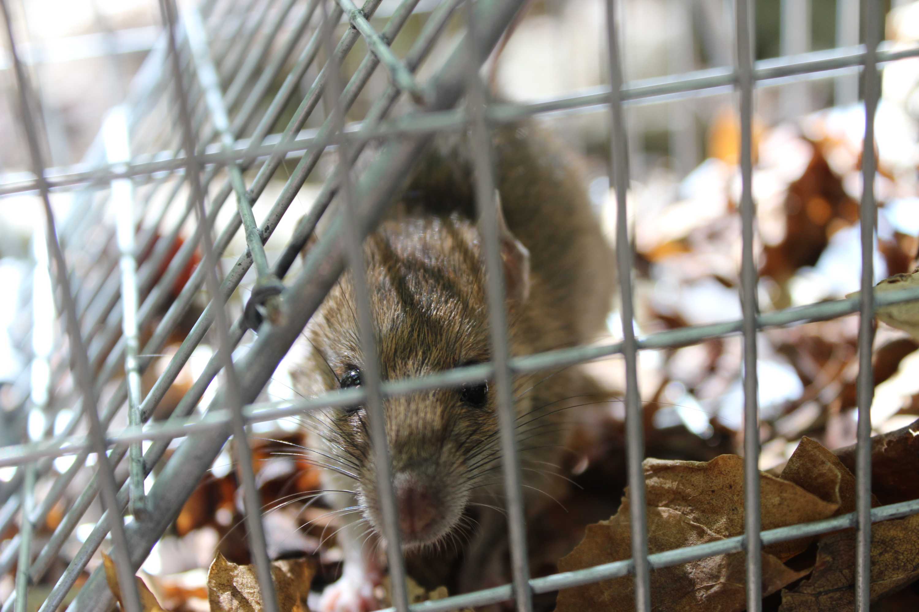 Rats have infested this remote atoll near Tahiti, but an eradication ...