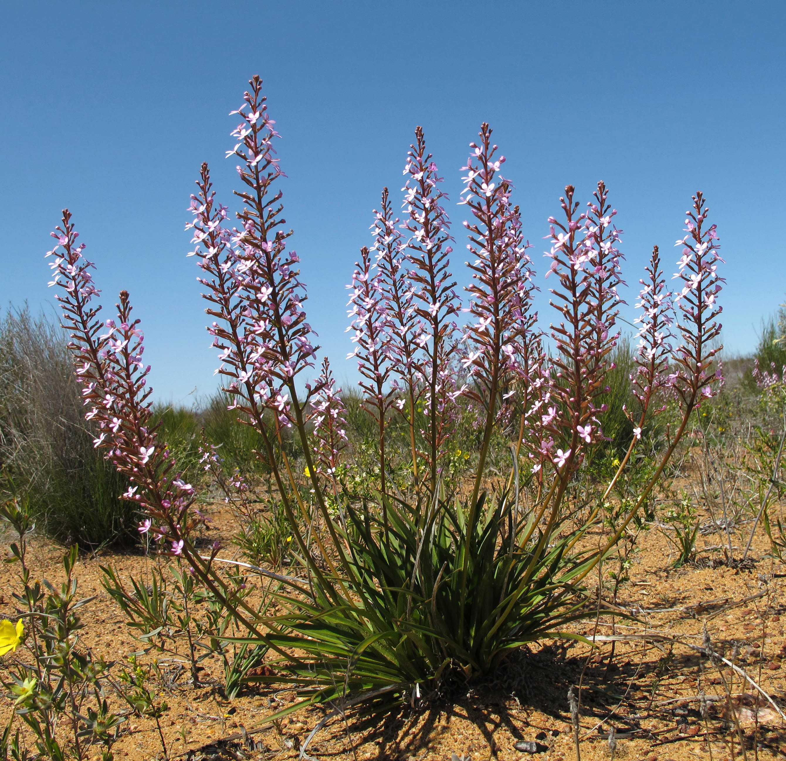 'Very rare' trigger plants catapult pollen onto visiting insects in ...