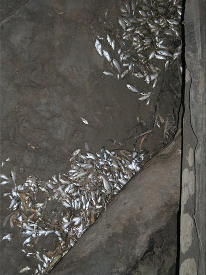 Thousands of fish suffocate in Darling River - ABC News