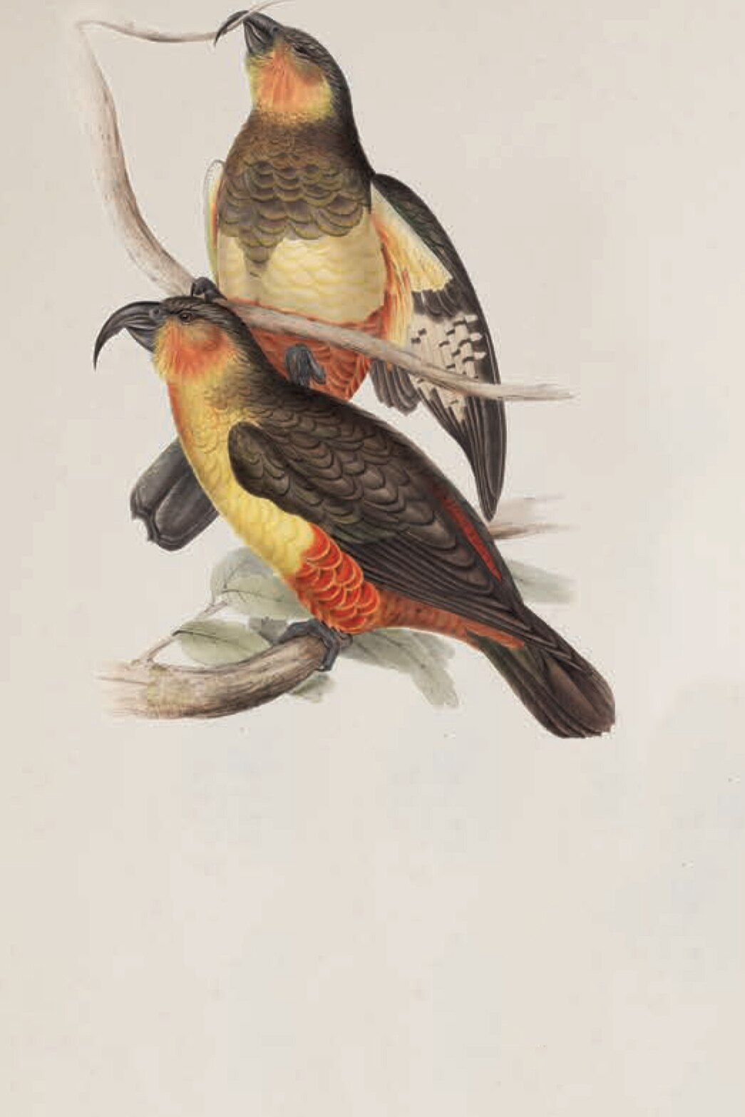 Elizabeth Gould, illustrator of Birds of Australia, brought out of her ...