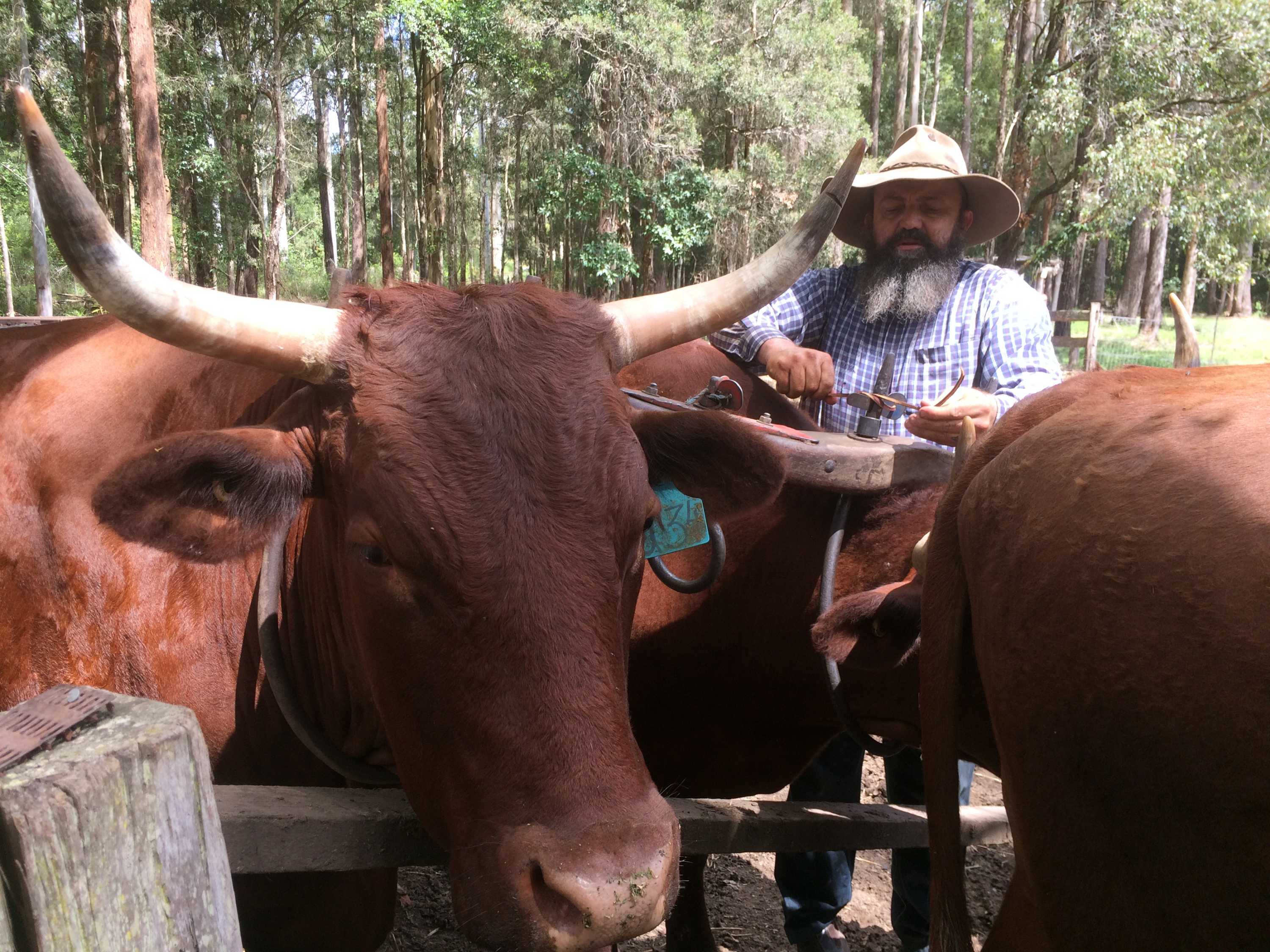 Bullocks teams of yesteryear not forgotten as part of Australia's bush ...